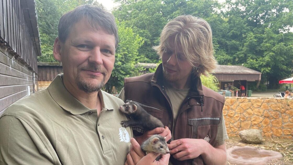 Besonderer Auftrag in der Wingst: Wie die Frettchen die Zooschule ...