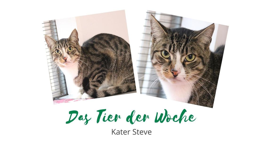 Tier der Woche in Cuxhaven: Kater Steve sucht eine richtige Familie ...