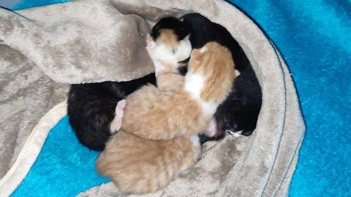 Neues aus dem Tierheim Cuxhaven: Katze erlebt kurz vor Muttertag Drama ...