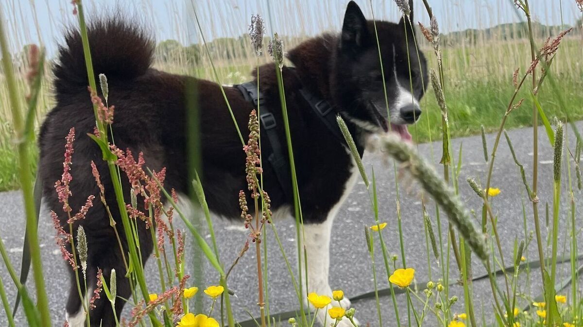 Neues aus dem Tierheim Cuxhaven: Für Laika-Mix Naum soll sich alles zum ...