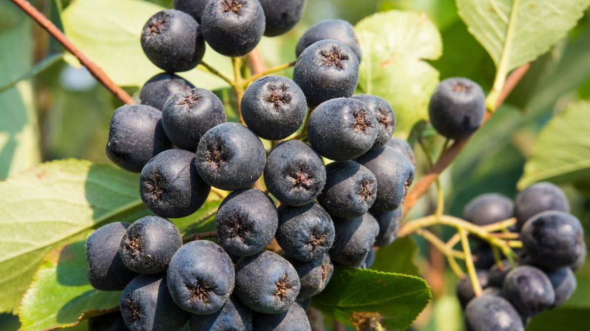 Obstbauern pflanzen immer mehr Aroniabeeren | CNV Medien