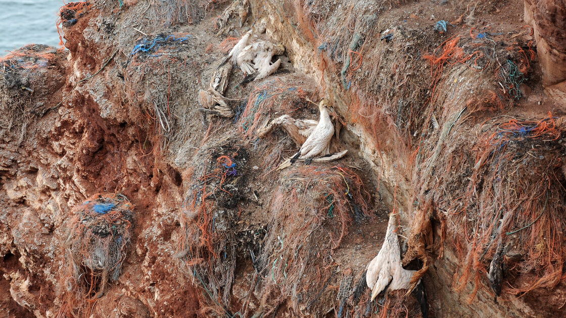 EU-Kommission äußert sich zum Verzicht auf "Dolly Ropes": Gefahr für ...