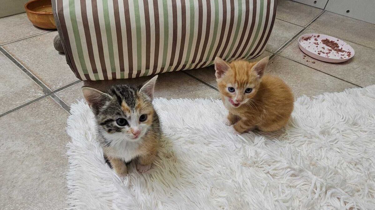 Neues aus dem Tierheim Cuxhaven: Zwei Schicksale werden zu einem | CNV ...