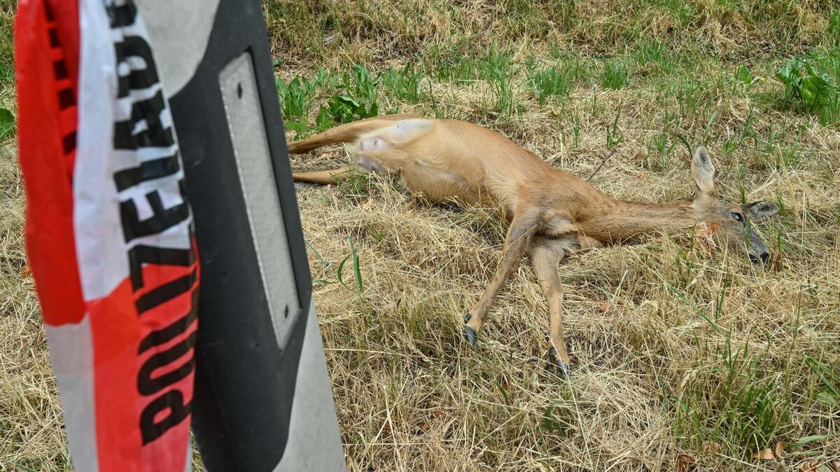 Alle zwei Minuten fährt ein Auto in Deutschland gegen ein Wildtier ...