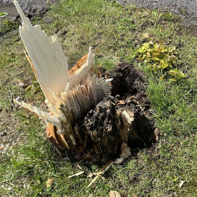 Großer Baum stürzt im Sturm und Regen um: Feuerwehr Bülkau im Einsatz ...