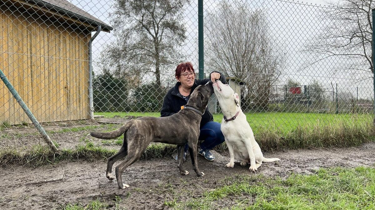 Tierheim Cuxhaven: Ein Hilferuf und kleine Wunder | CNV Medien