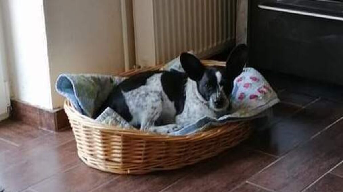 Neues aus dem Tierheim Cuxhaven: Jetzt wird Malous Leben besser | CNV ...